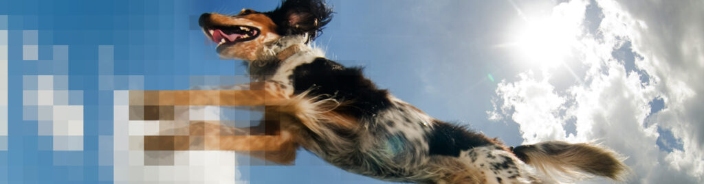Animal Imaging | Imago Systems, Inc. | PetView Reveal™ Platform